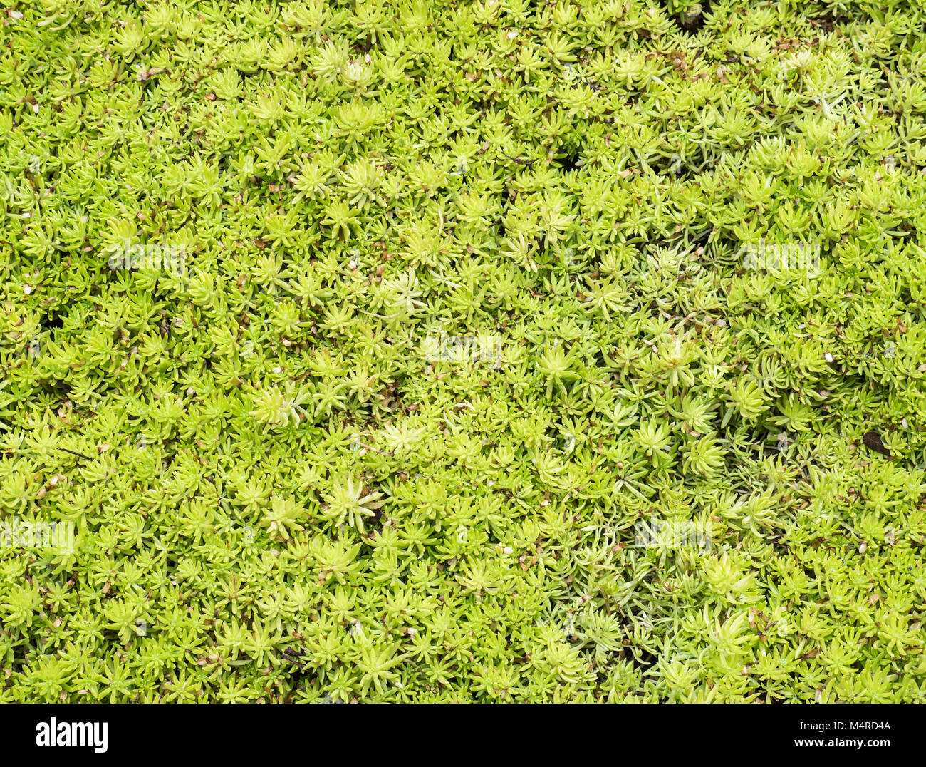 Closeup of the fresh green plant which cover the ground in the ...