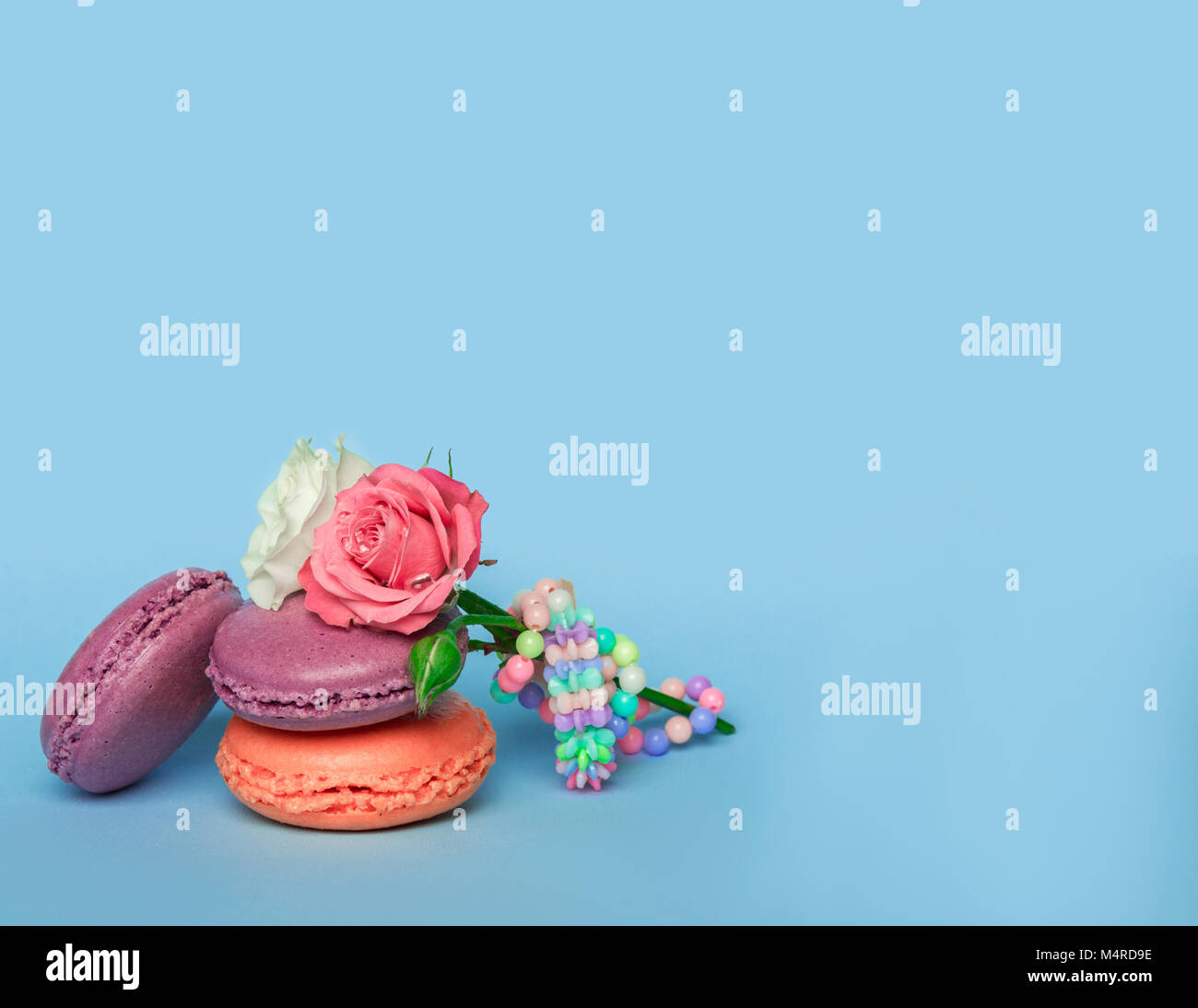 rose flower and violet macarons on blue pastel color background. French ...