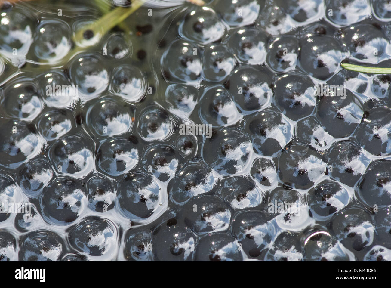 Frog spawn 2 Stock Photo - Alamy