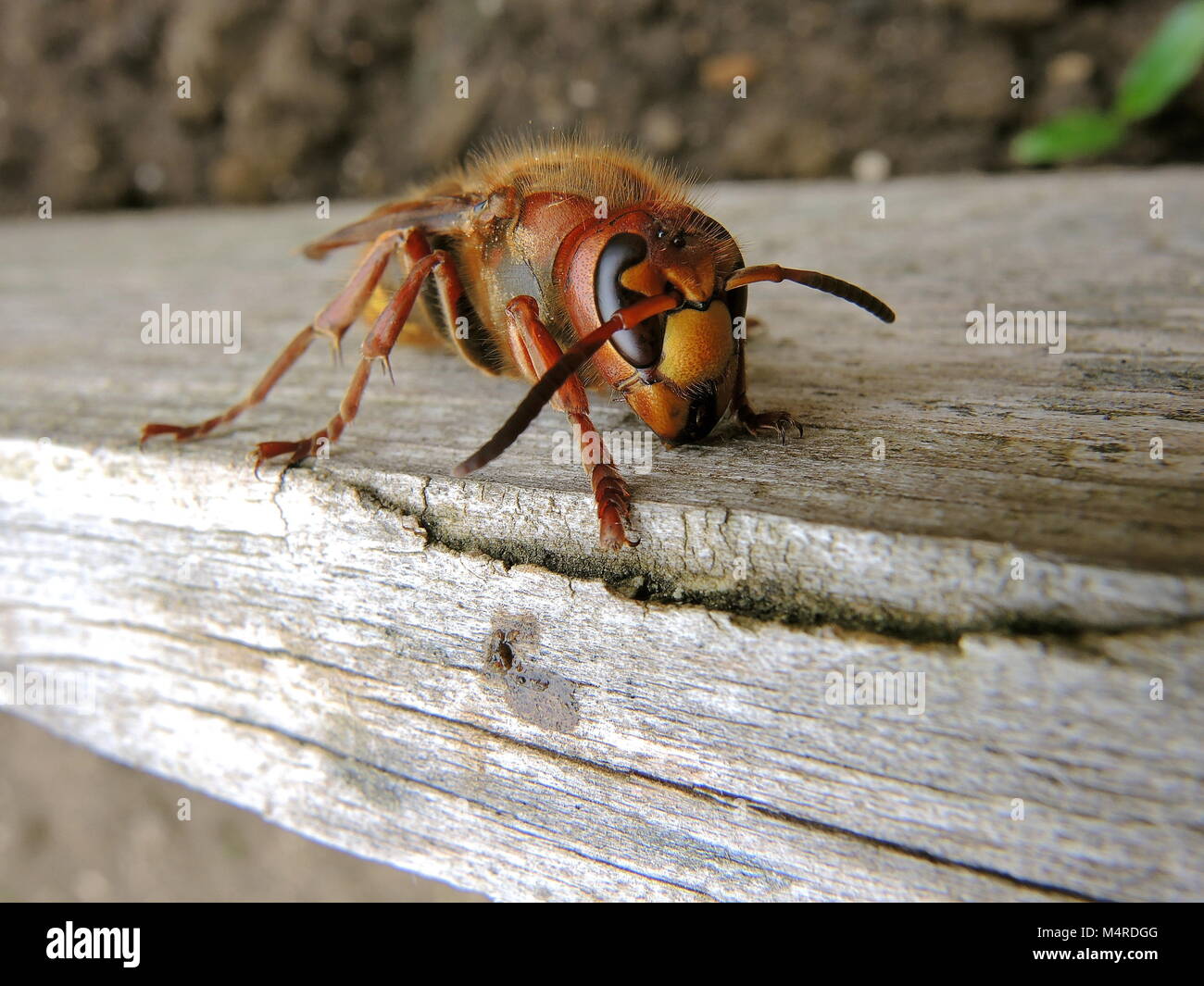 Hornet net hi-res stock photography and images - Alamy