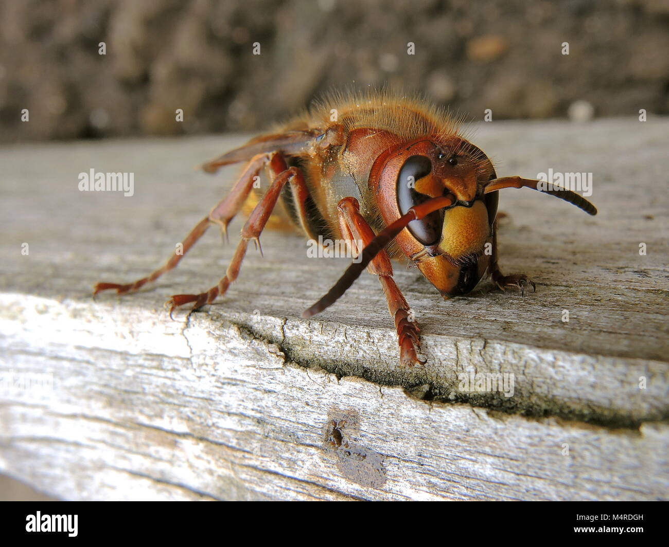 Hornet combs hi-res stock photography and images - Alamy