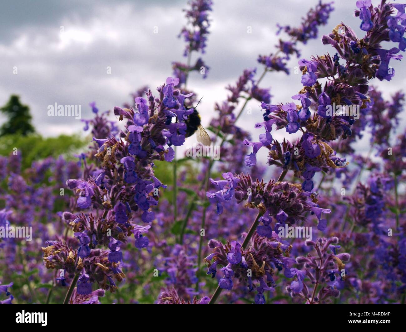 The dwarf catnip or raceme catnip hi-res stock photography and images ...