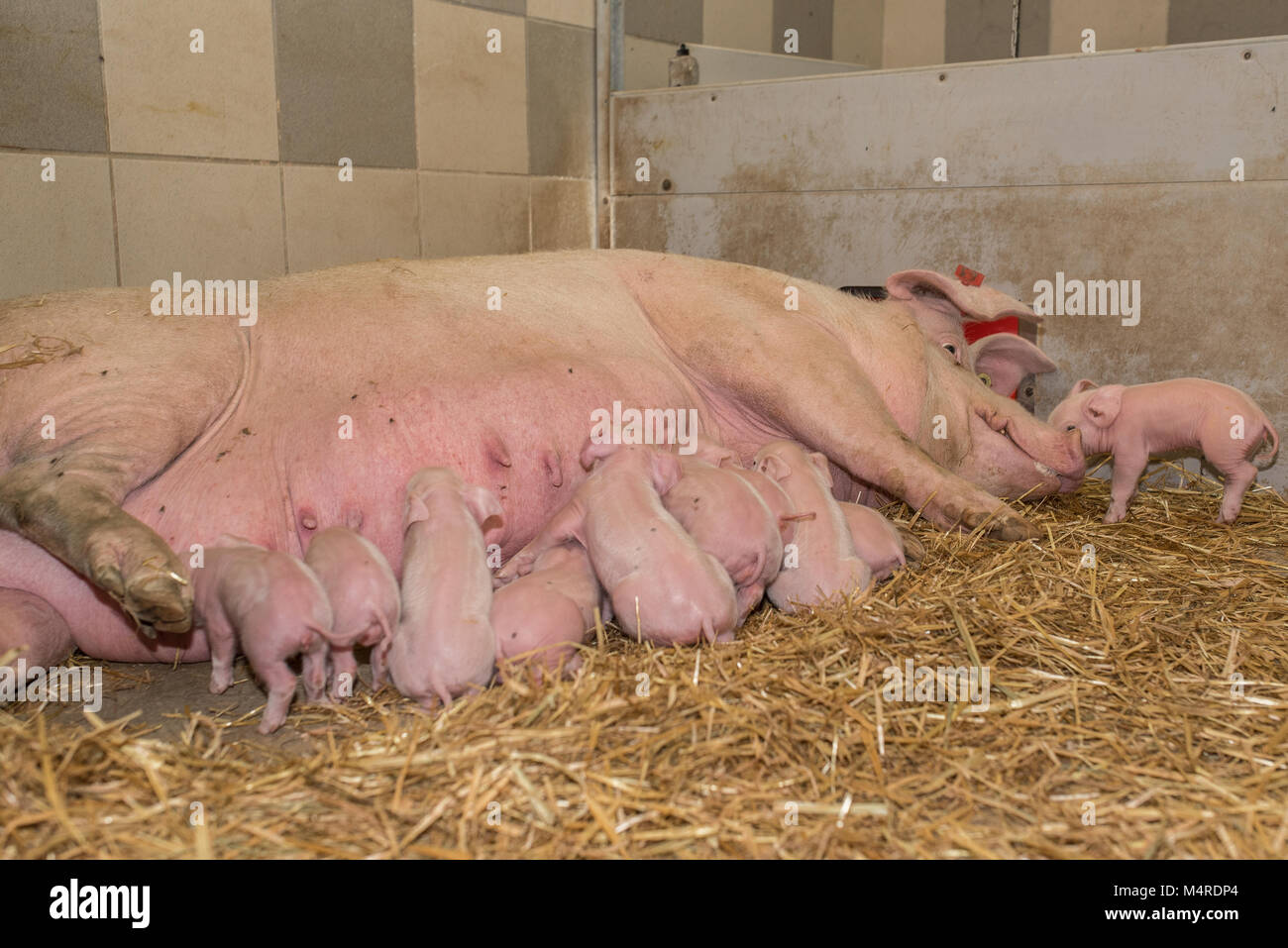 Breeding sows pigs hog farm hi-res stock photography and images - Alamy