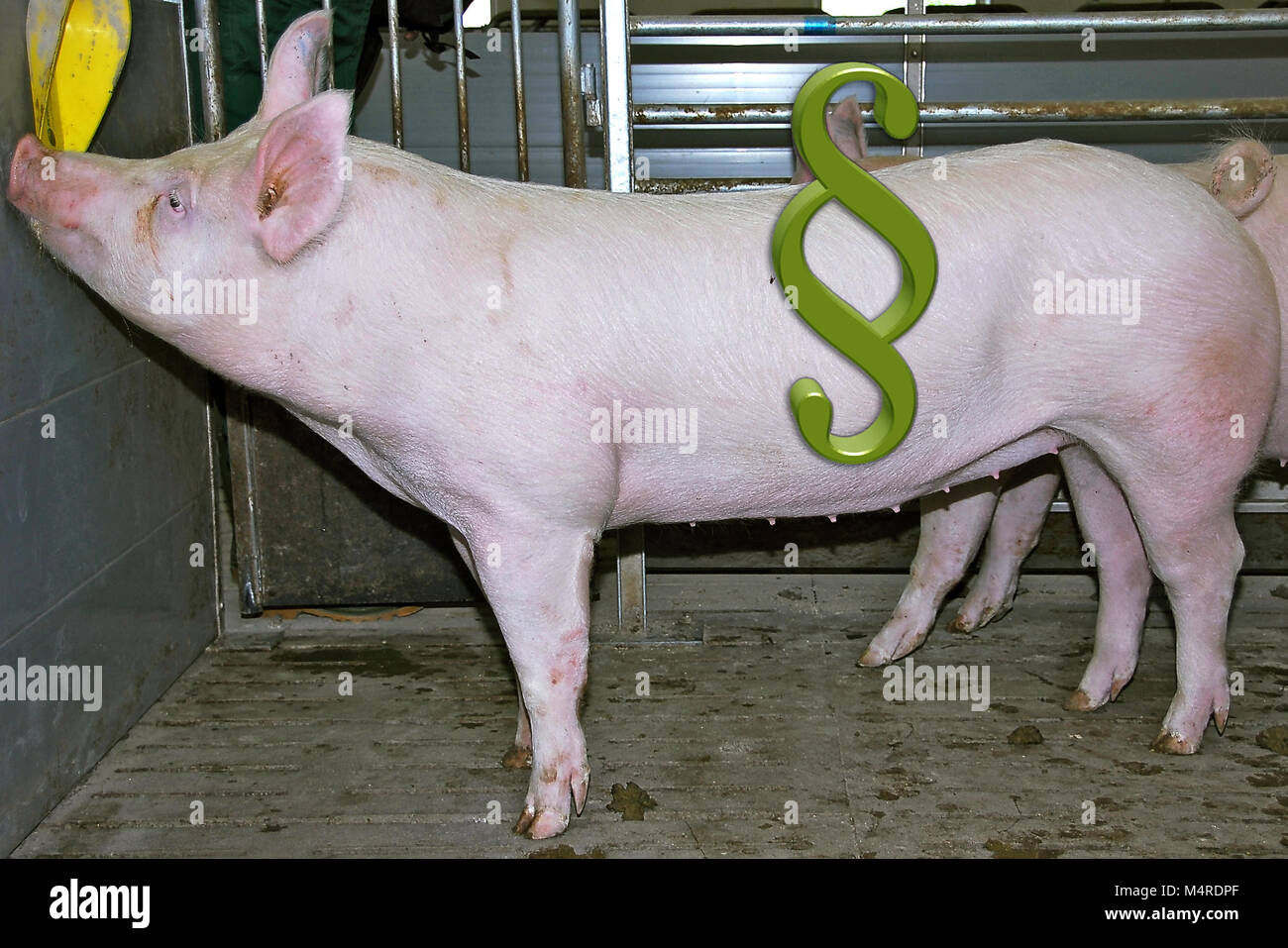 Protection of animal act law 1 Stock Photo - Alamy