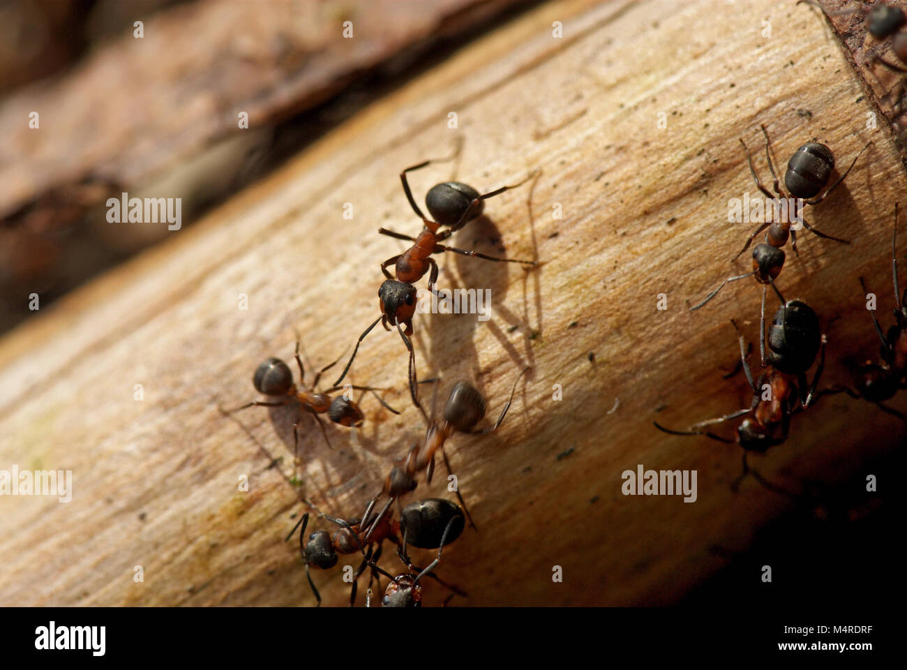 Ant 5 hi-res stock photography and images - Alamy
