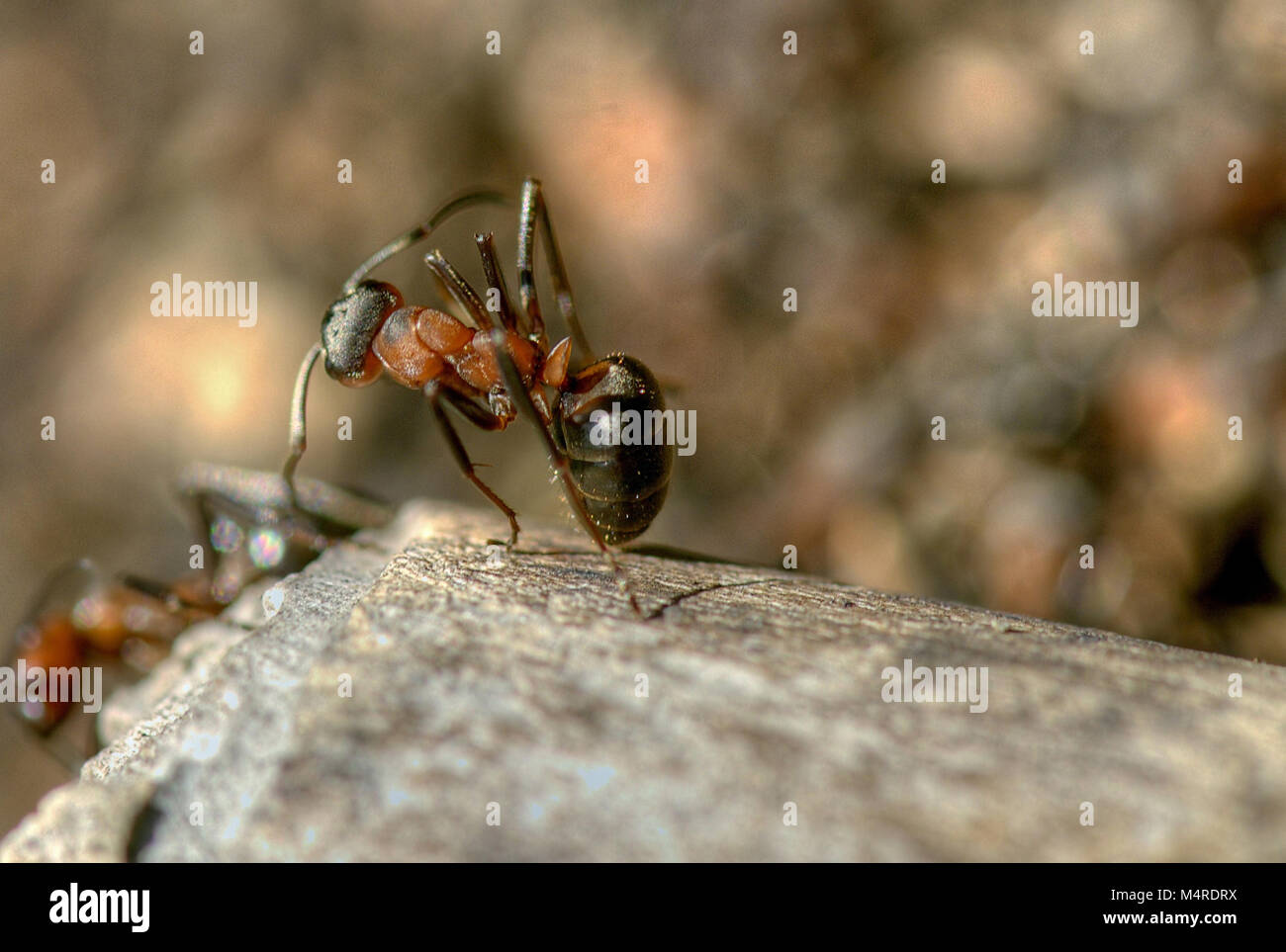 Red ant 15 Stock Photo - Alamy