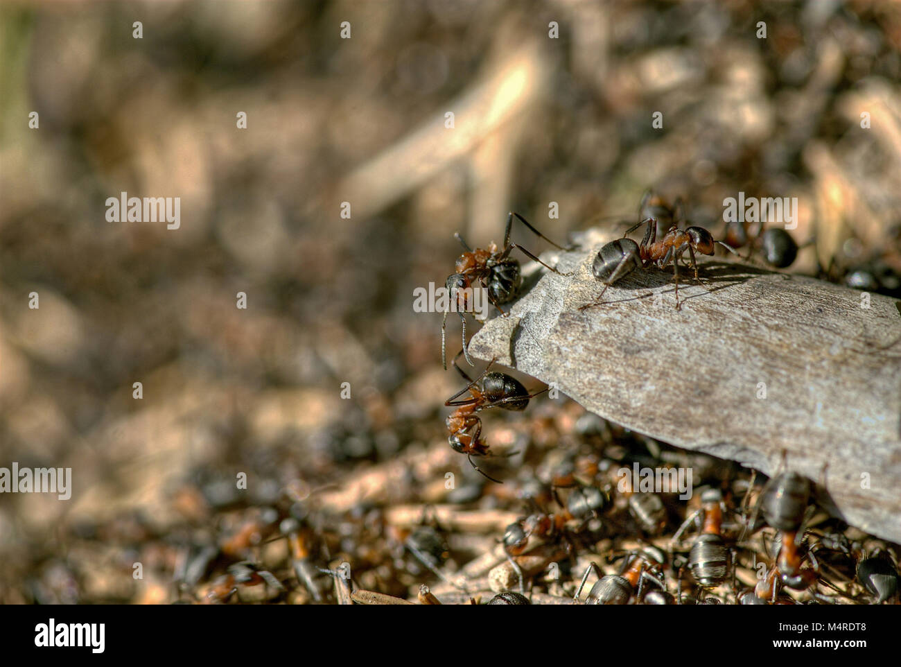 Red ant 24 Stock Photo - Alamy