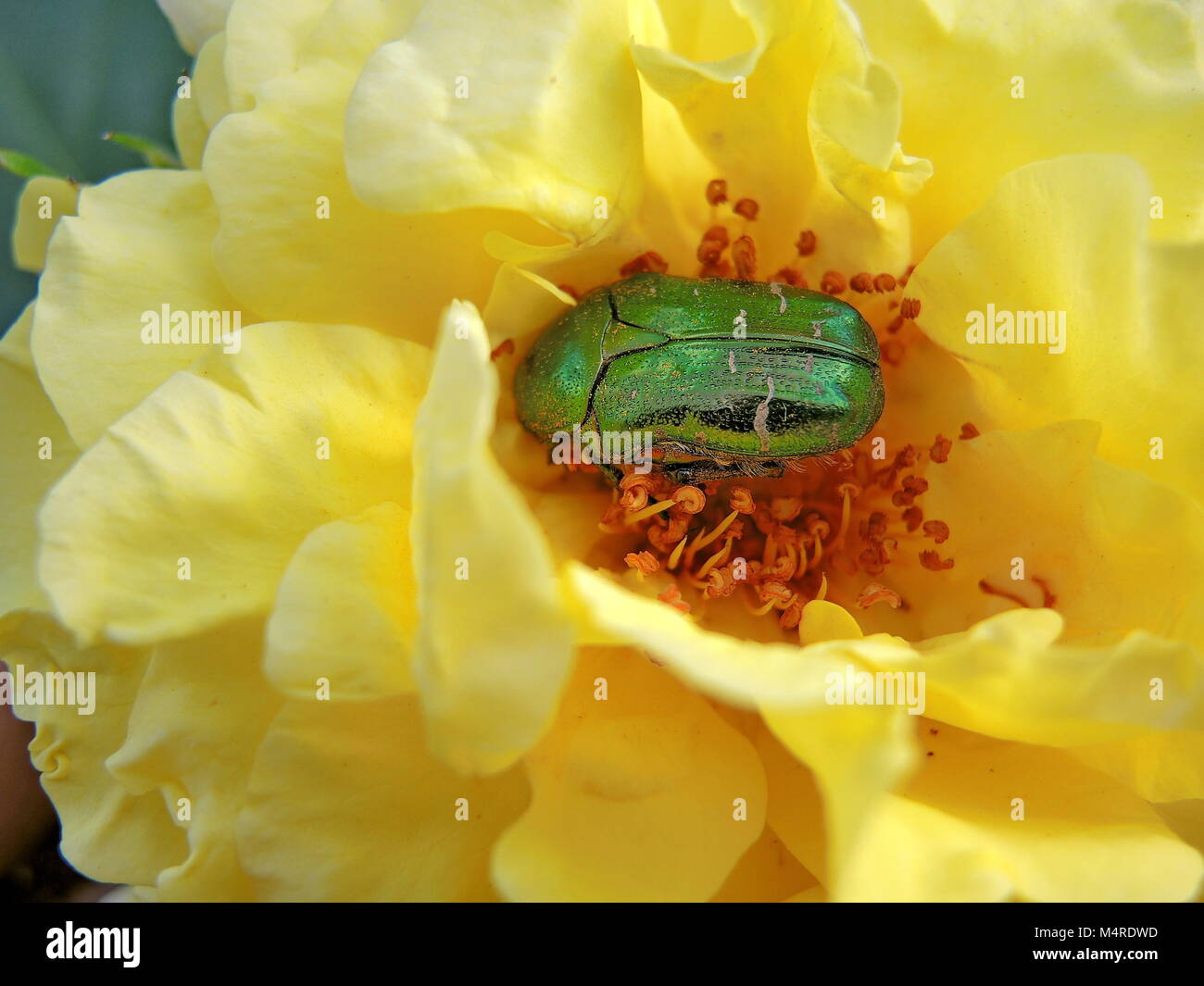 Rose chafer 7 Stock Photo - Alamy