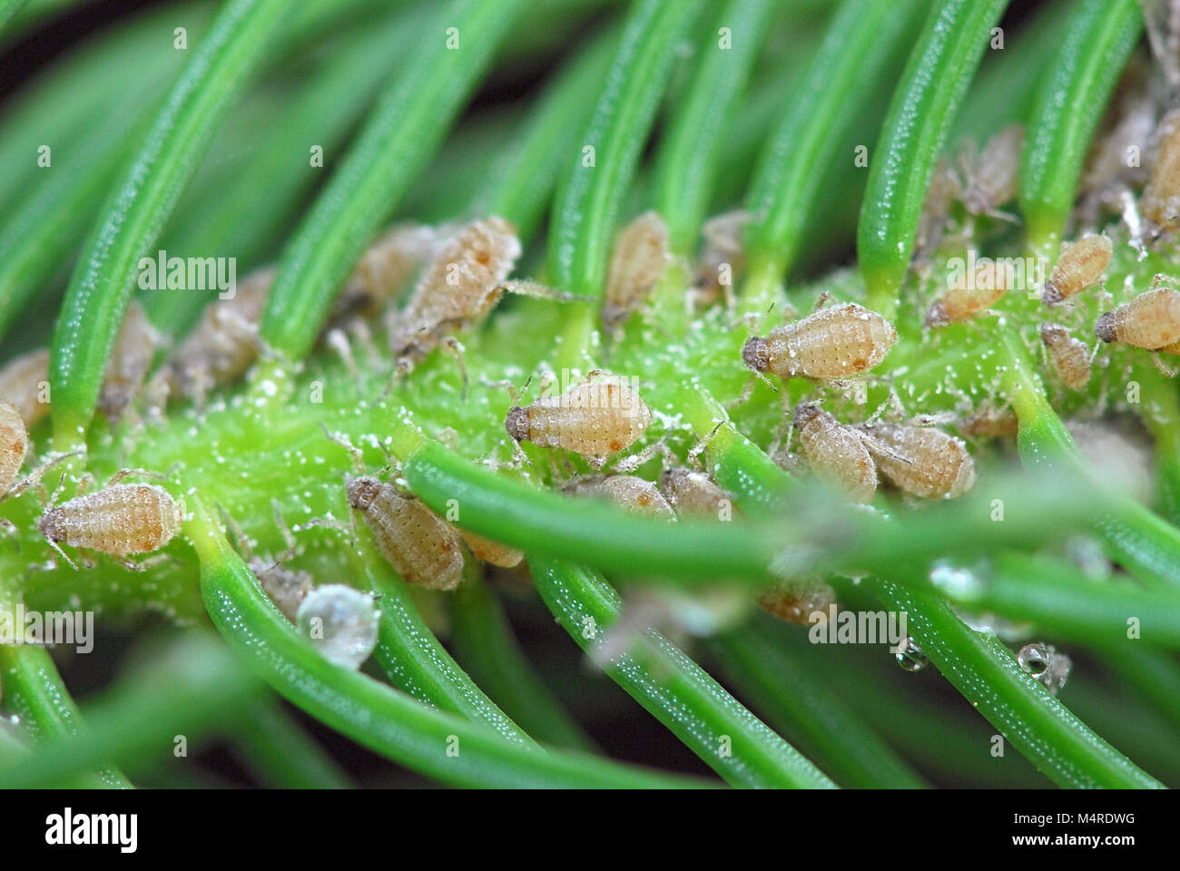 Scale insects 1 Stock Photo - Alamy