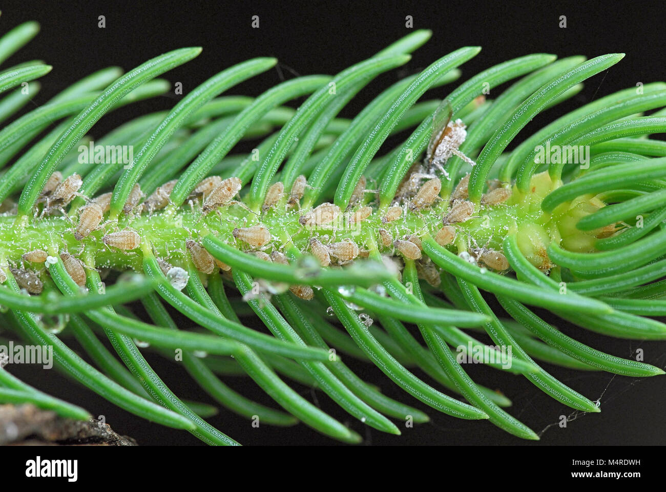 Scale insects 2 Stock Photo - Alamy