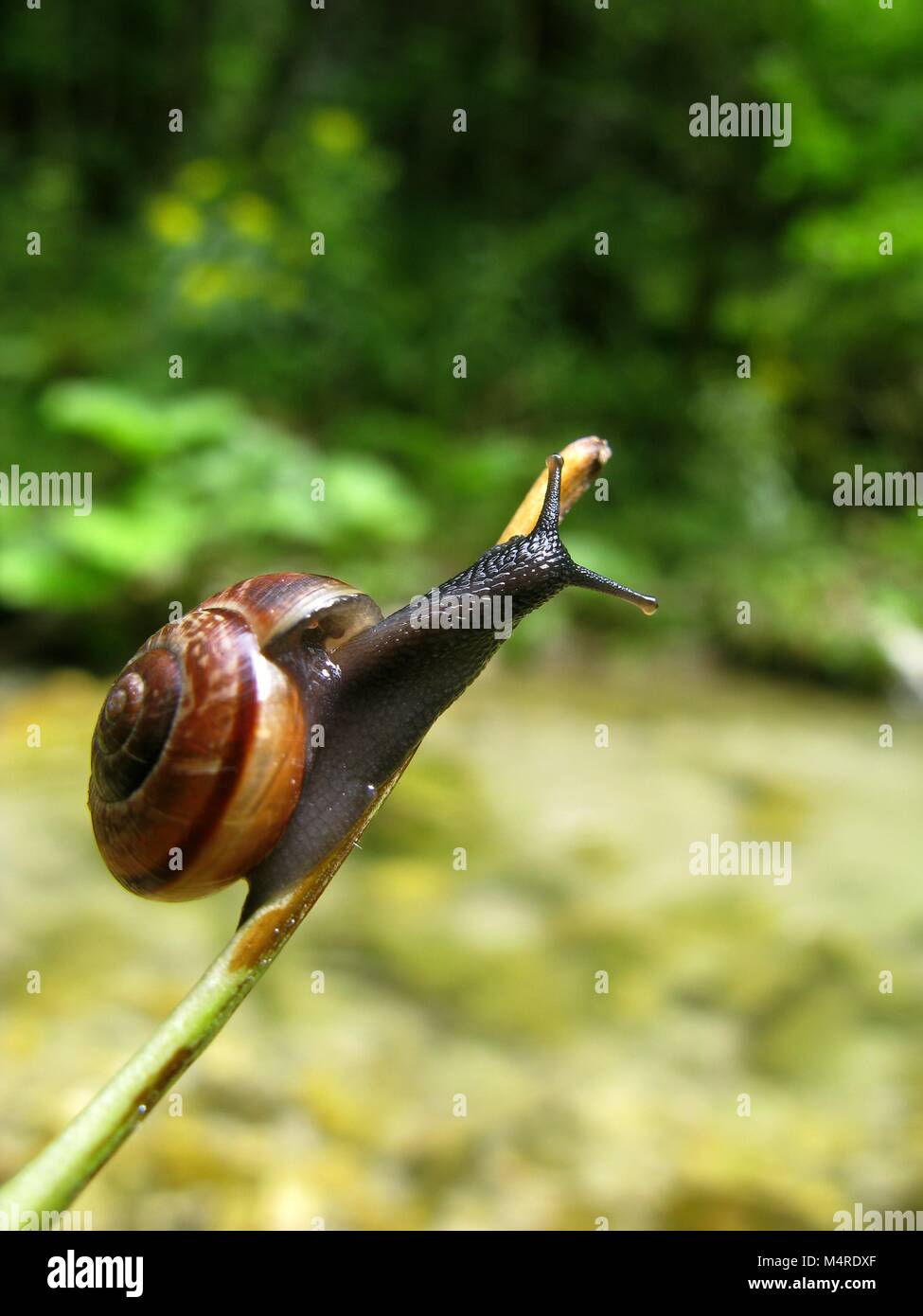 Snail 1 Stock Photo - Alamy