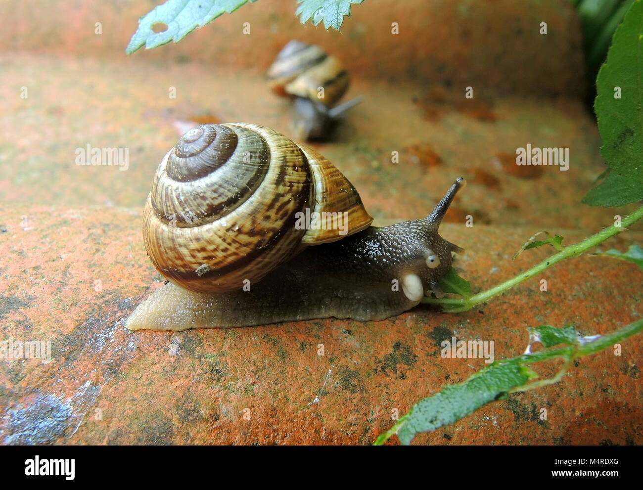 Snail 2 Stock Photo - Alamy