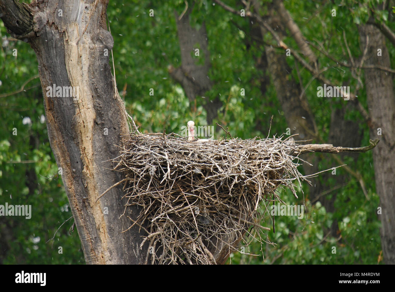 Pollution free species hi-res stock photography and images - Alamy