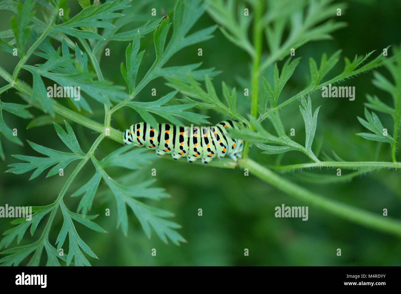 Swallow tail butterflies hi-res stock photography and images - Alamy