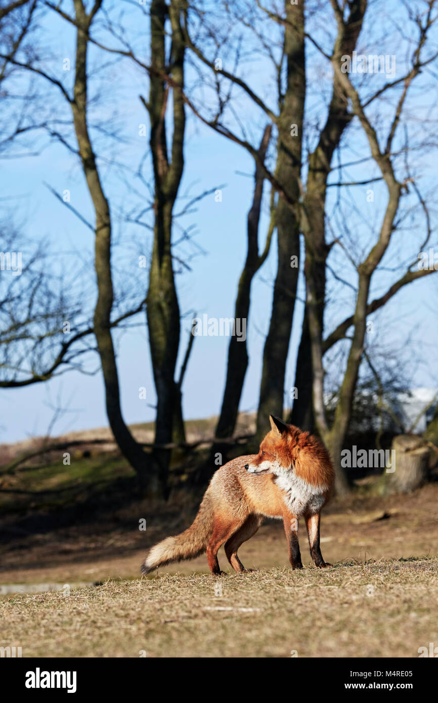 Fox (Vulpes vulpes Stock Photo - Alamy