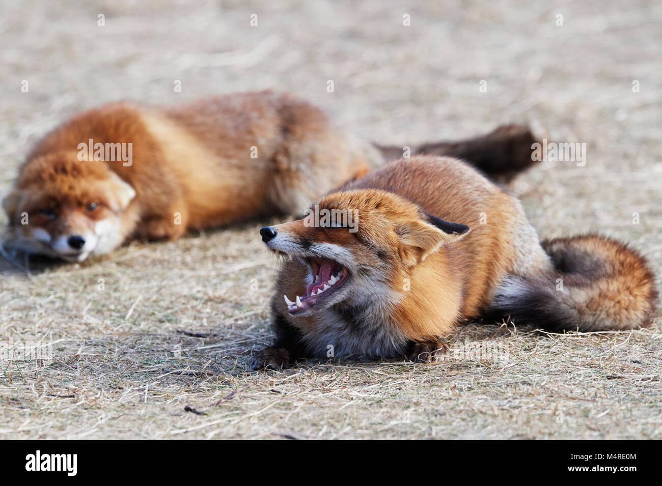 Foxes mating hi-res stock photography and images - Alamy