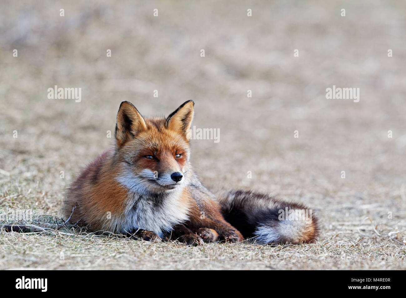 Fox (Vulpes vulpes Stock Photo - Alamy