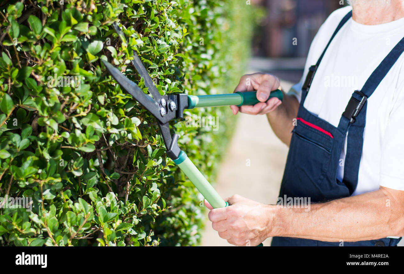 Man trimming hedgerow garden fence with gardening scissors close up ...
