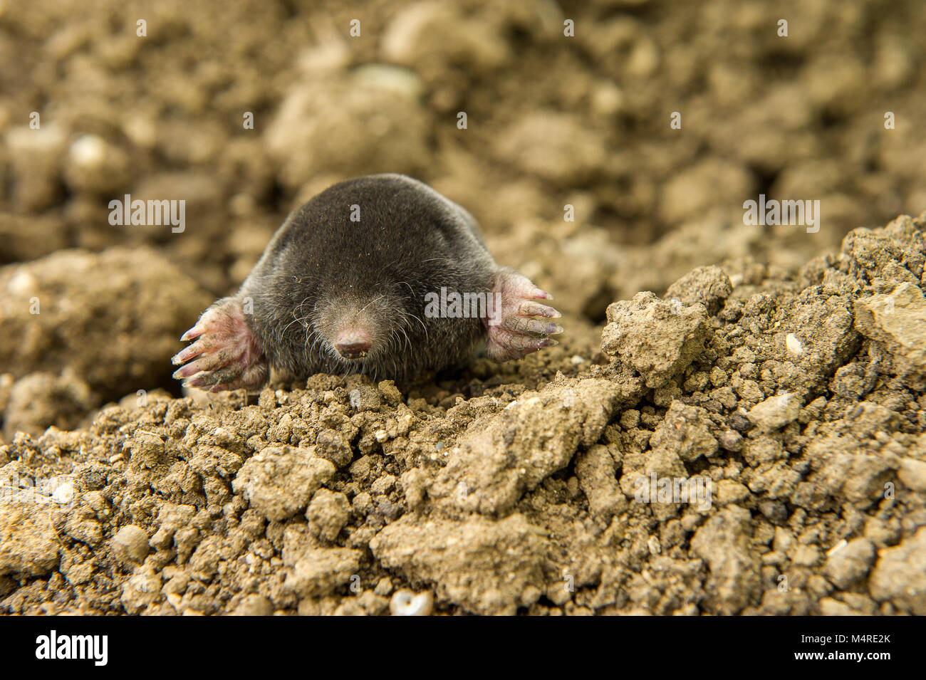 Varmint hi-res stock photography and images - Alamy