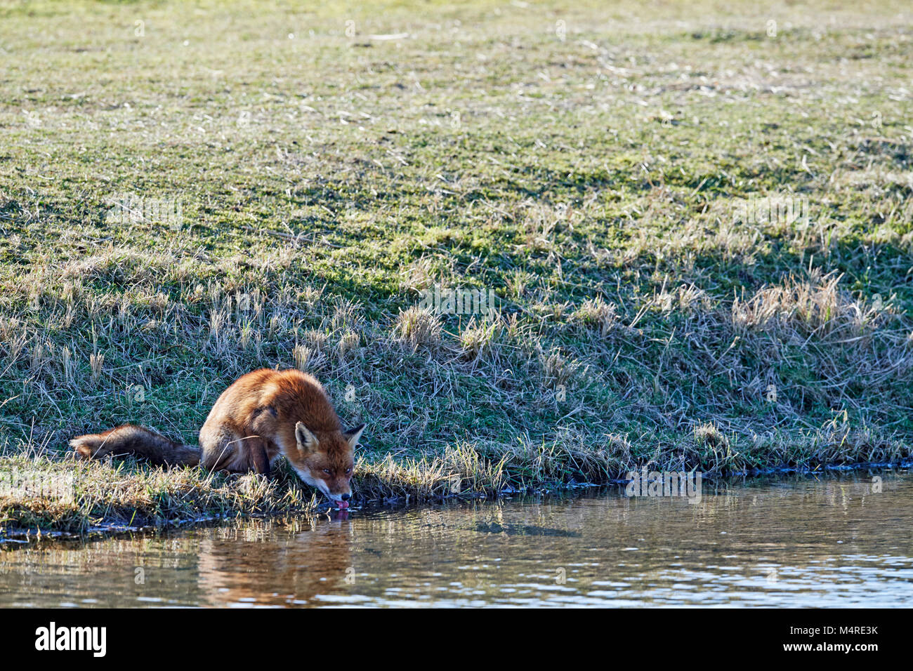 Wild adult fox vulpes hi-res stock photography and images - Alamy