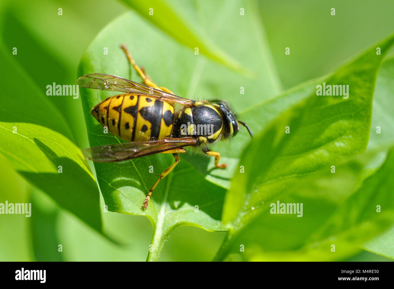 Real Wasps High Resolution Stock Photography and Images - Alamy