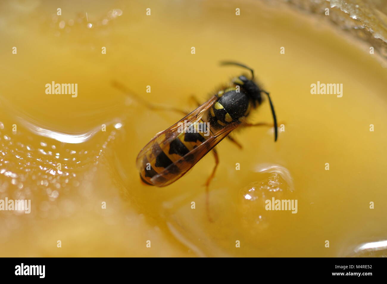 Real wasps hi-res stock photography and images - Alamy