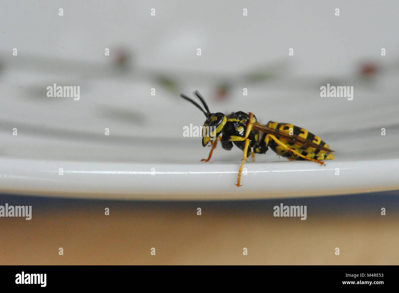 Real wasps hi-res stock photography and images - Alamy