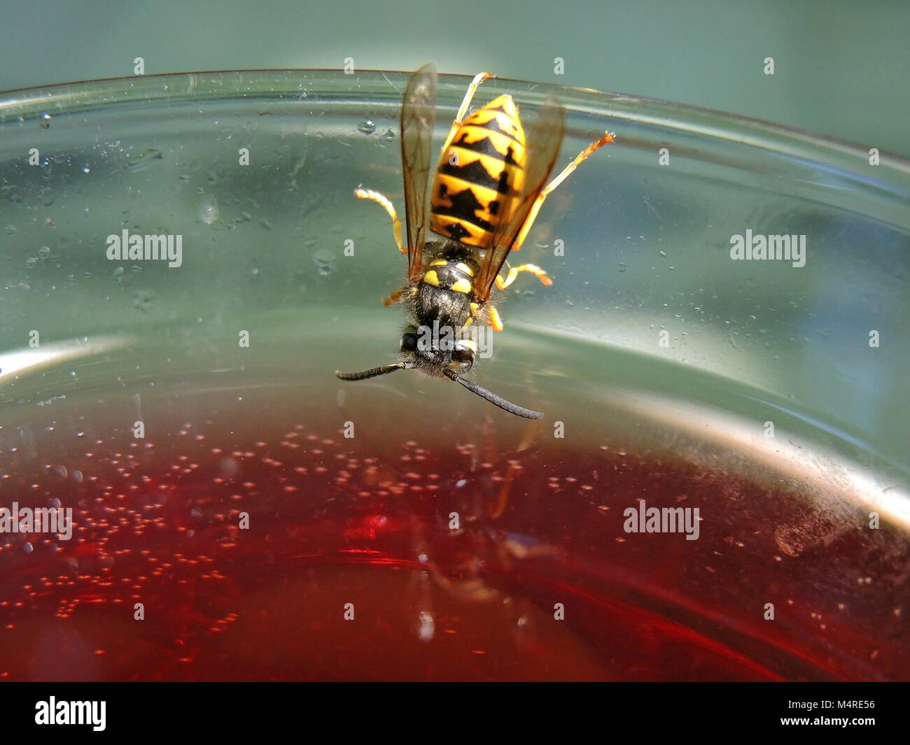 Real wasps hi-res stock photography and images - Alamy