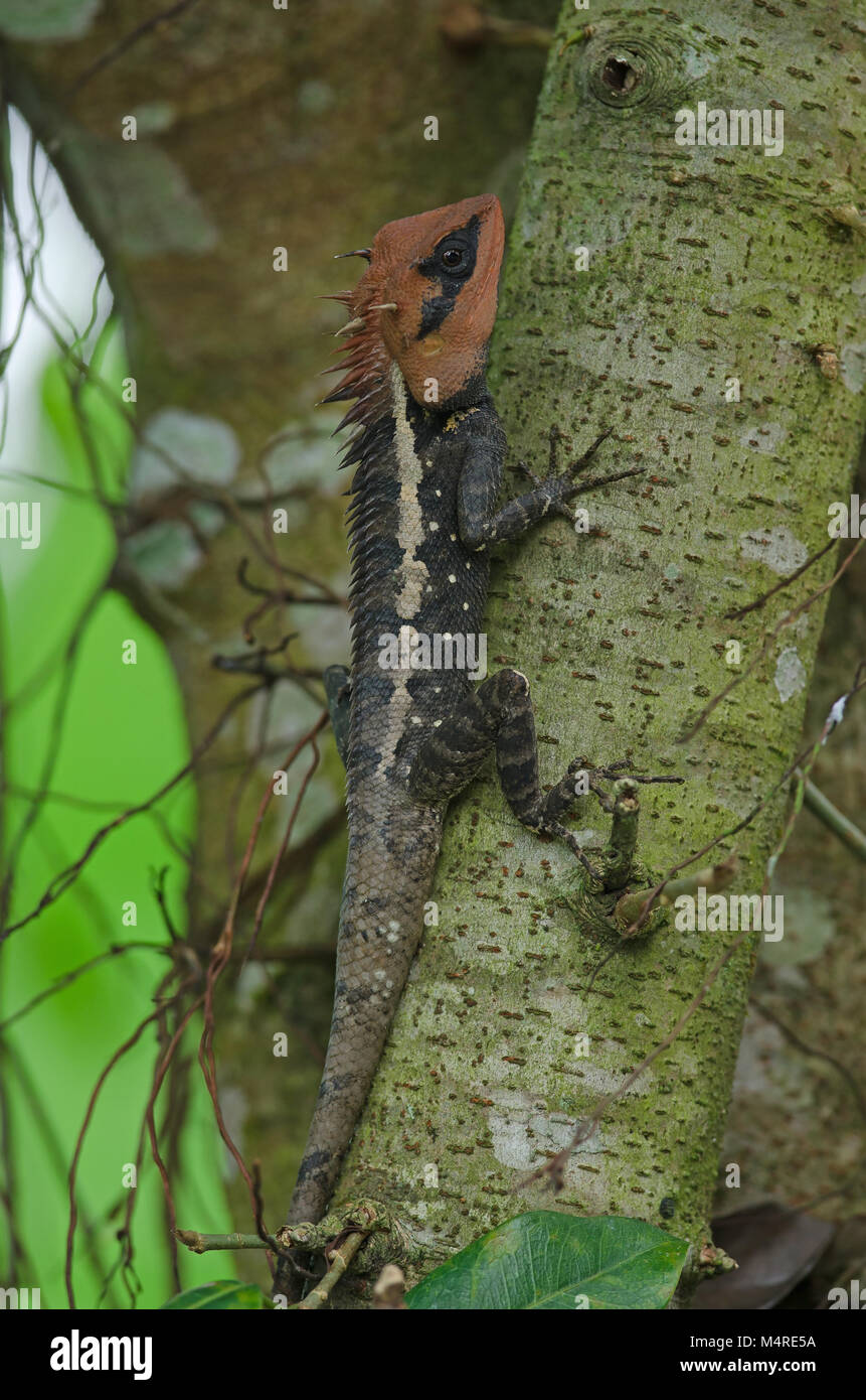 Masked spiny lizard on tree,Masken-Nackenstachler,black face lizard in ...