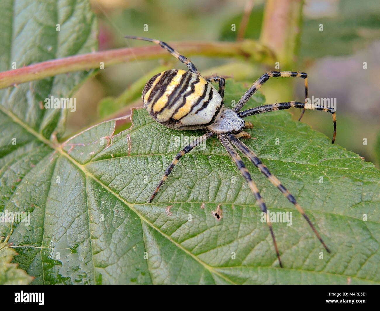 Wasp spider 3 Stock Photo - Alamy