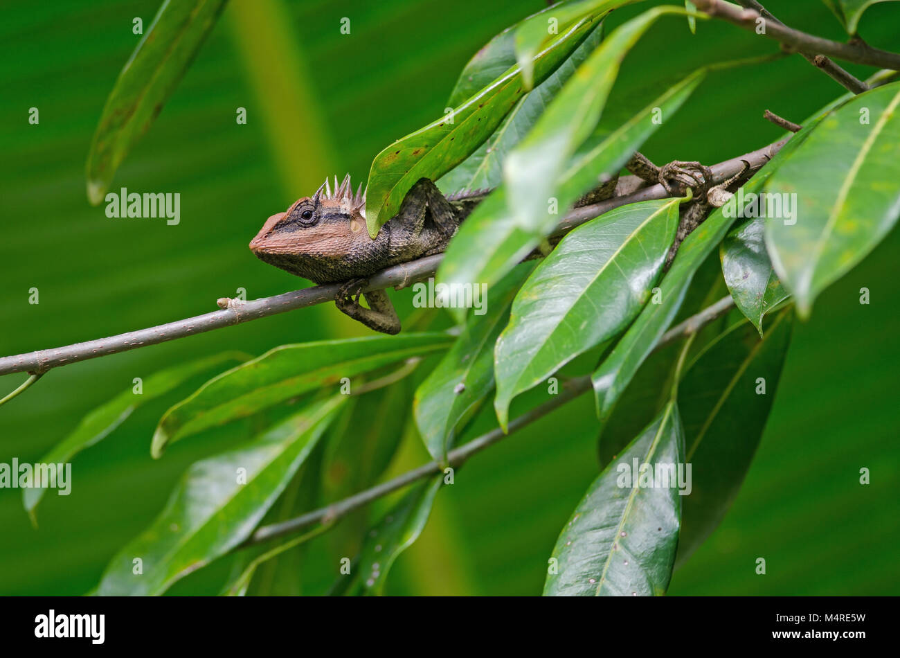 Masked spiny lizard on tree,Masken-Nackenstachler,black face lizard in ...