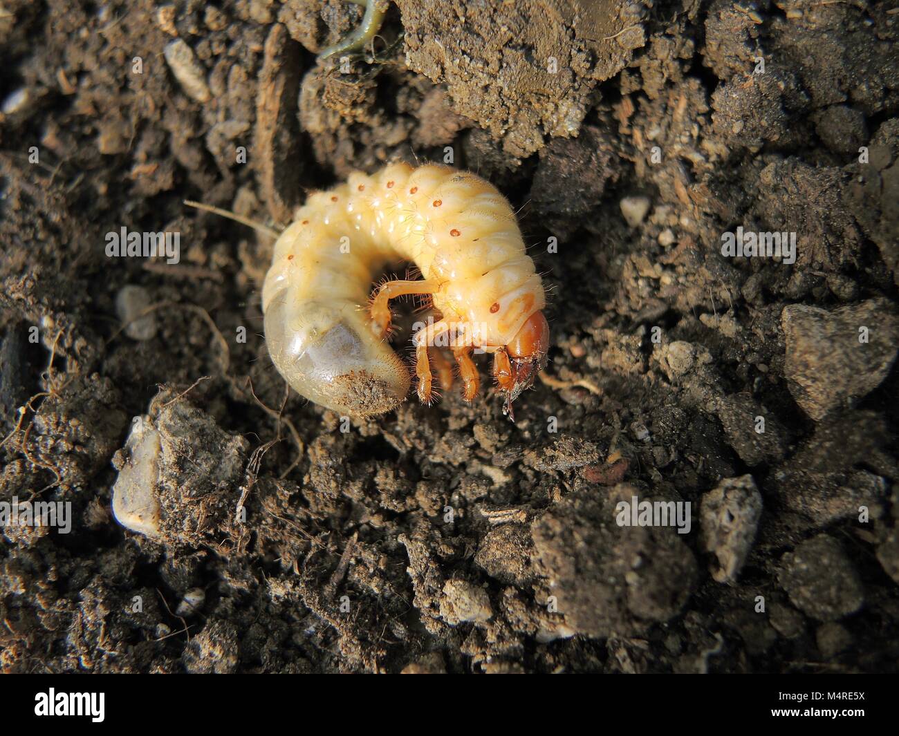 Chafer grubs hi-res stock photography and images - Alamy