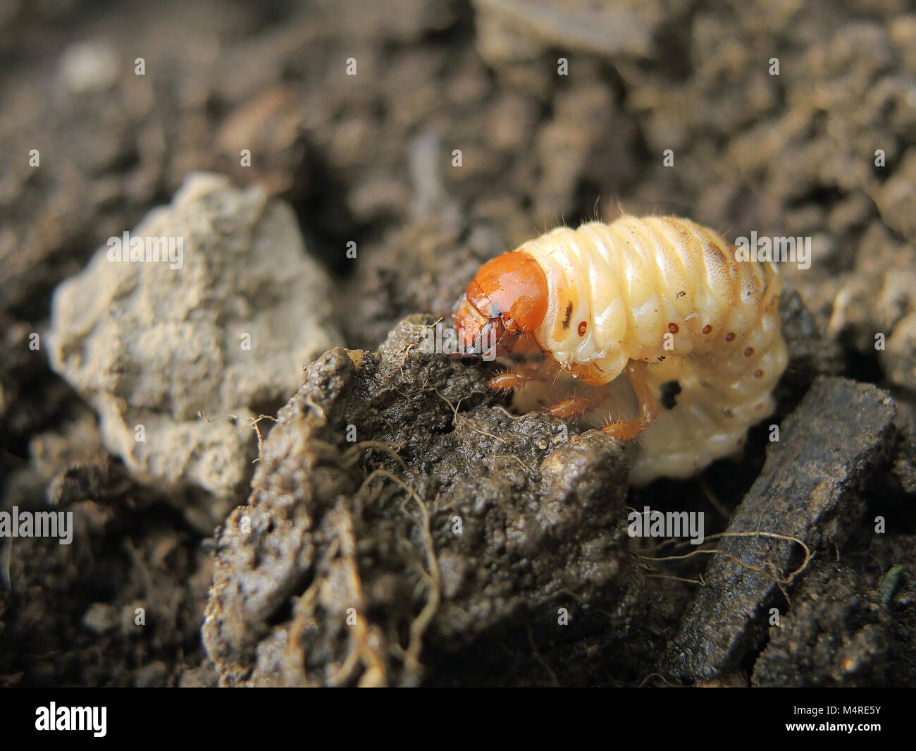 White grub 3 Stock Photo - Alamy