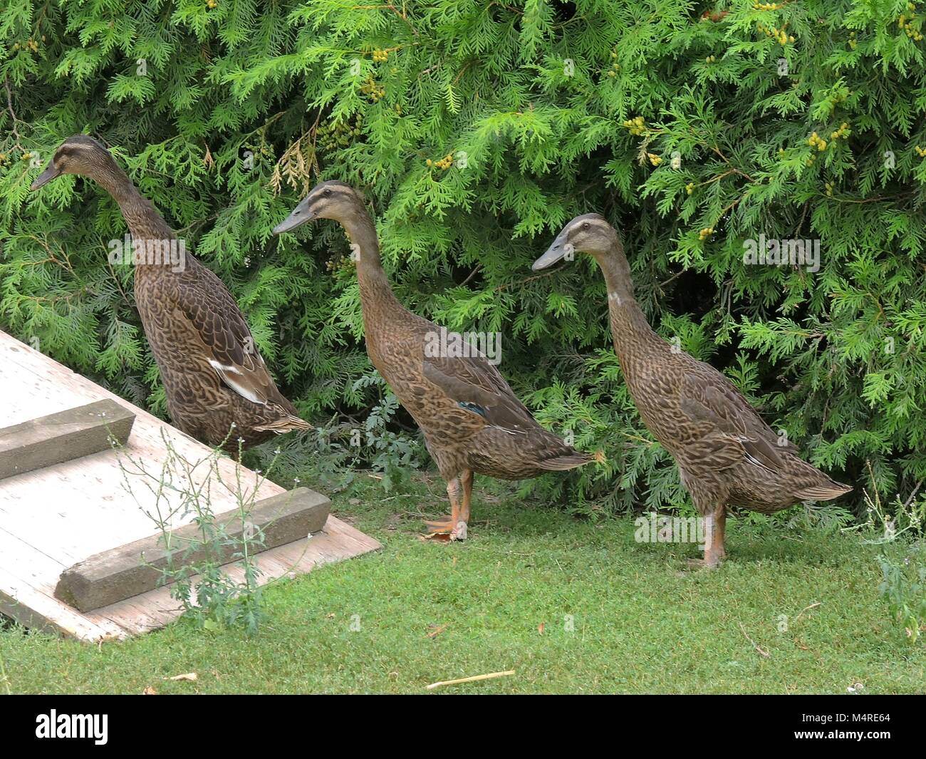 White Runner 4 Stock Photo - Alamy