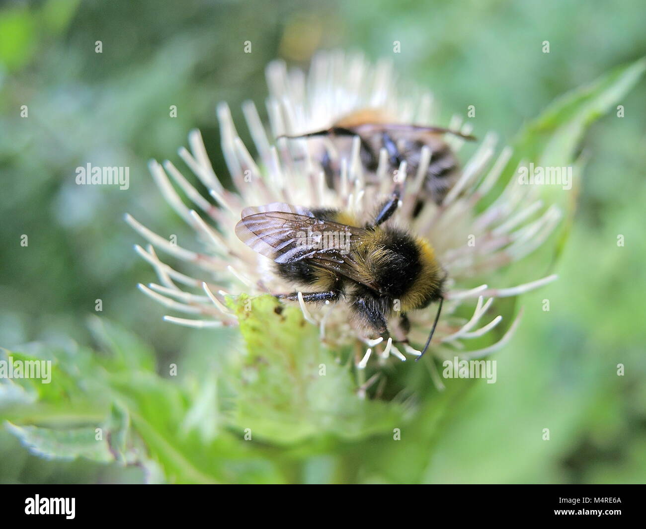 Wild bees 5 Stock Photo - Alamy