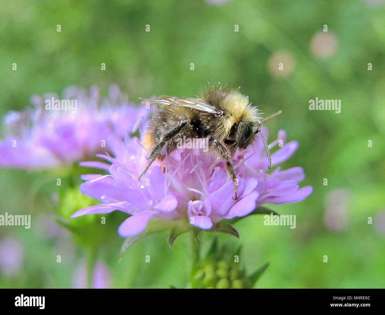 Wild bees 7 Stock Photo - Alamy