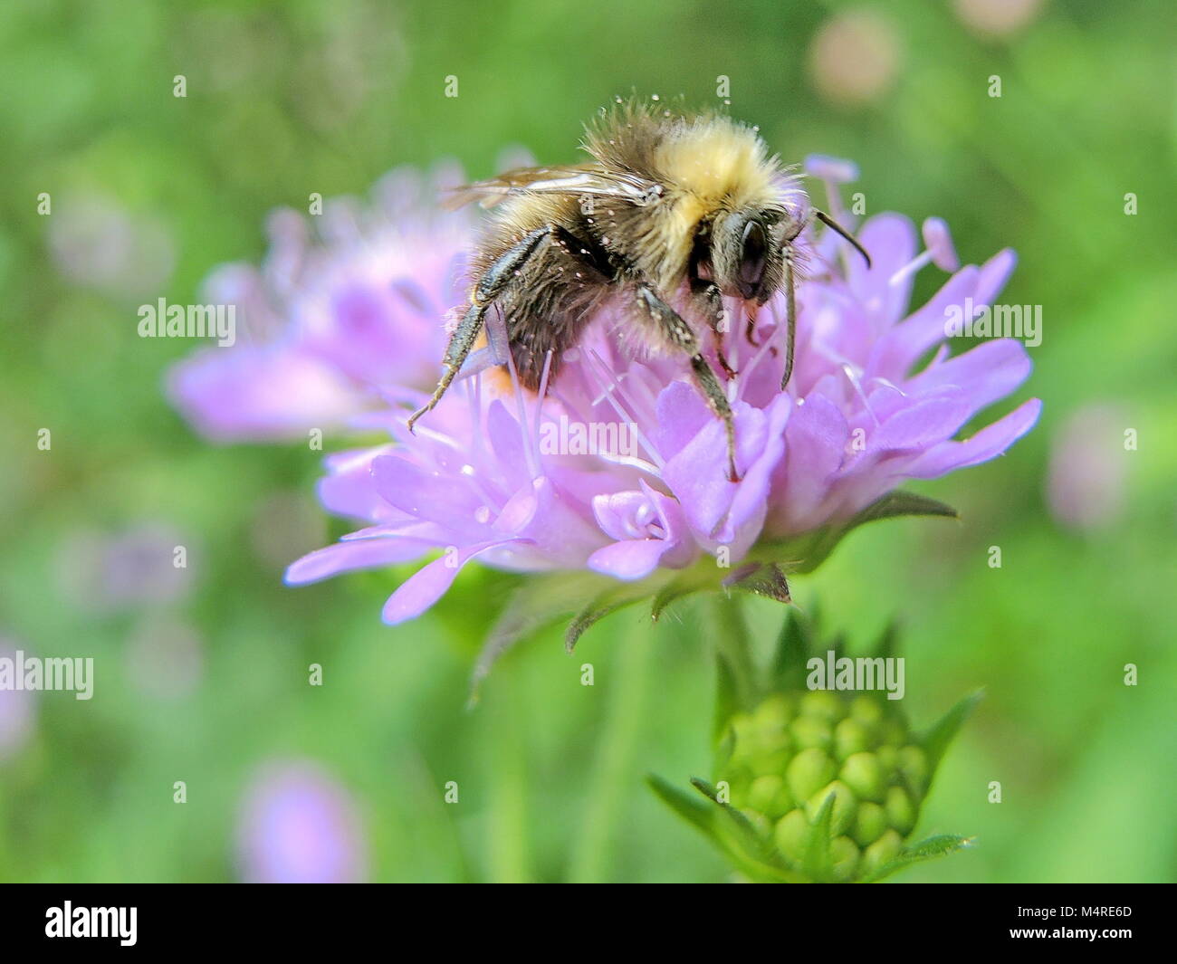 Wild bees 8 Stock Photo - Alamy