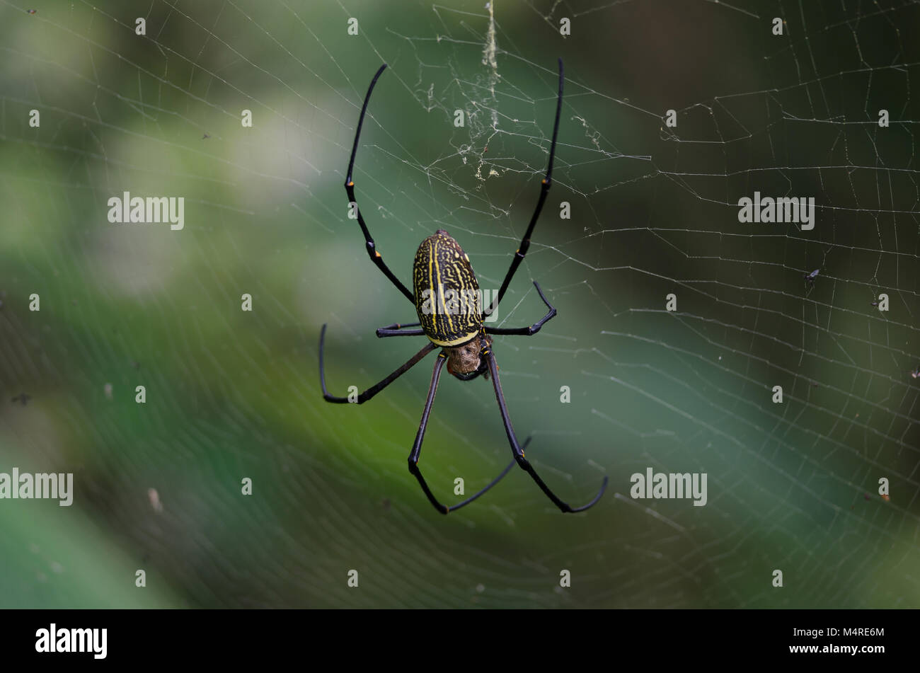 Gaint Long-jawed Orb-weaver in the net in forest Stock Photo - Alamy