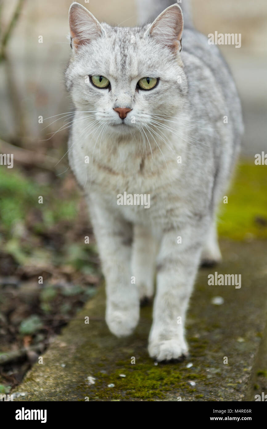 Young cat 2 Stock Photo - Alamy