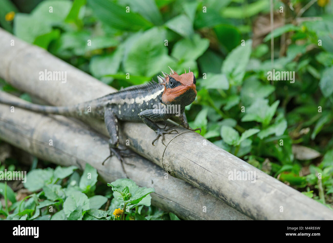 Masked spiny lizard on tree,Masken-Nackenstachler,black face lizard in ...