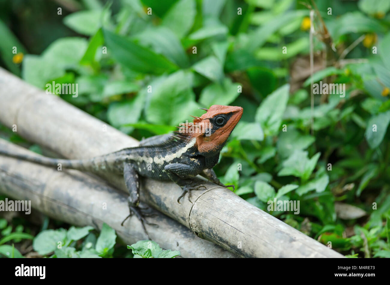 Masked spiny lizard hi-res stock photography and images - Alamy