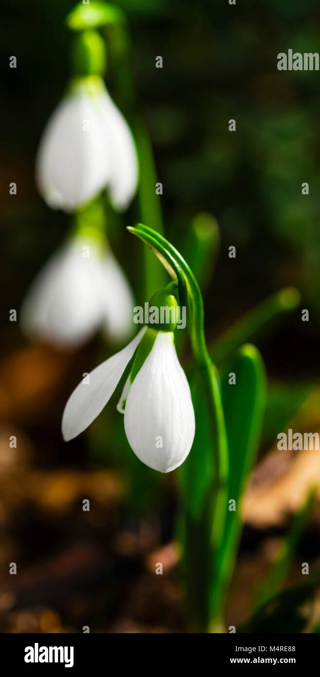 Beautiful snowdrop flowers closeup Stock Photo - Alamy