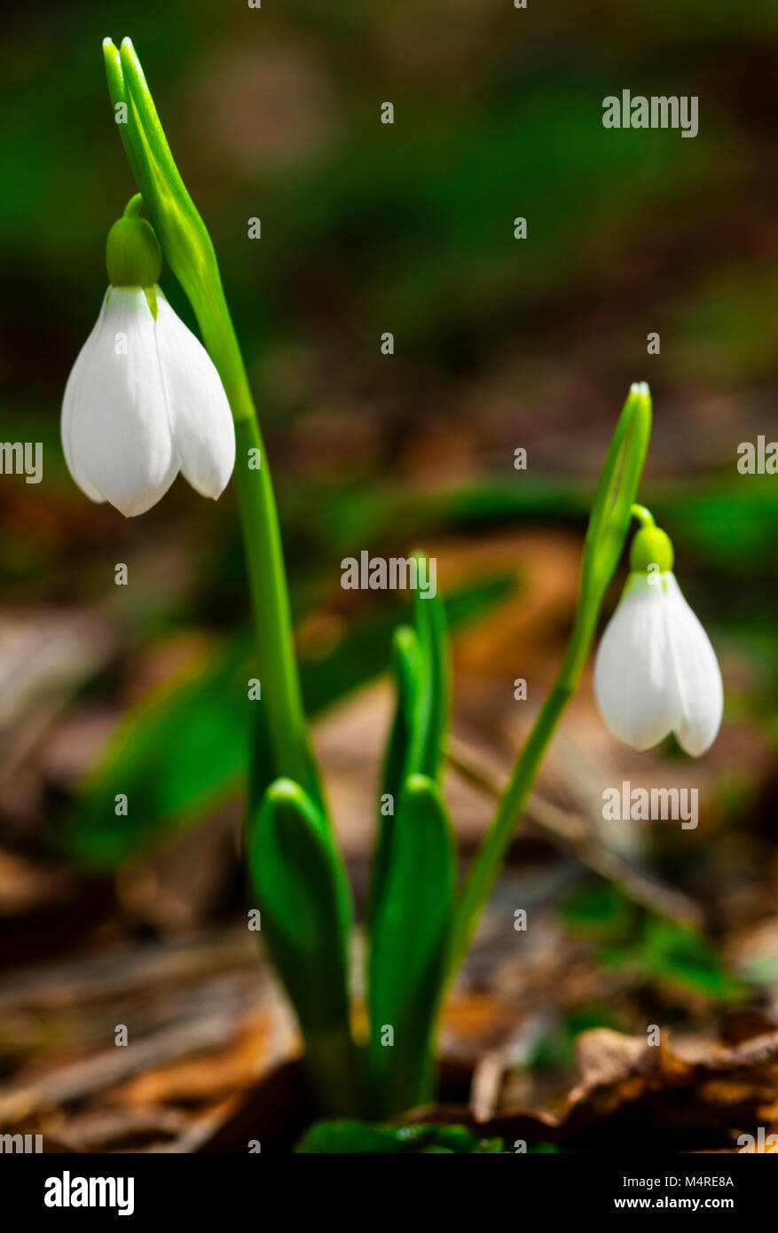 Beautiful snowdrop flowers closeup Stock Photo - Alamy
