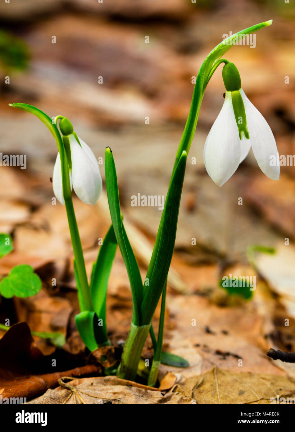 Beautiful snowdrop flowers closeup Stock Photo - Alamy