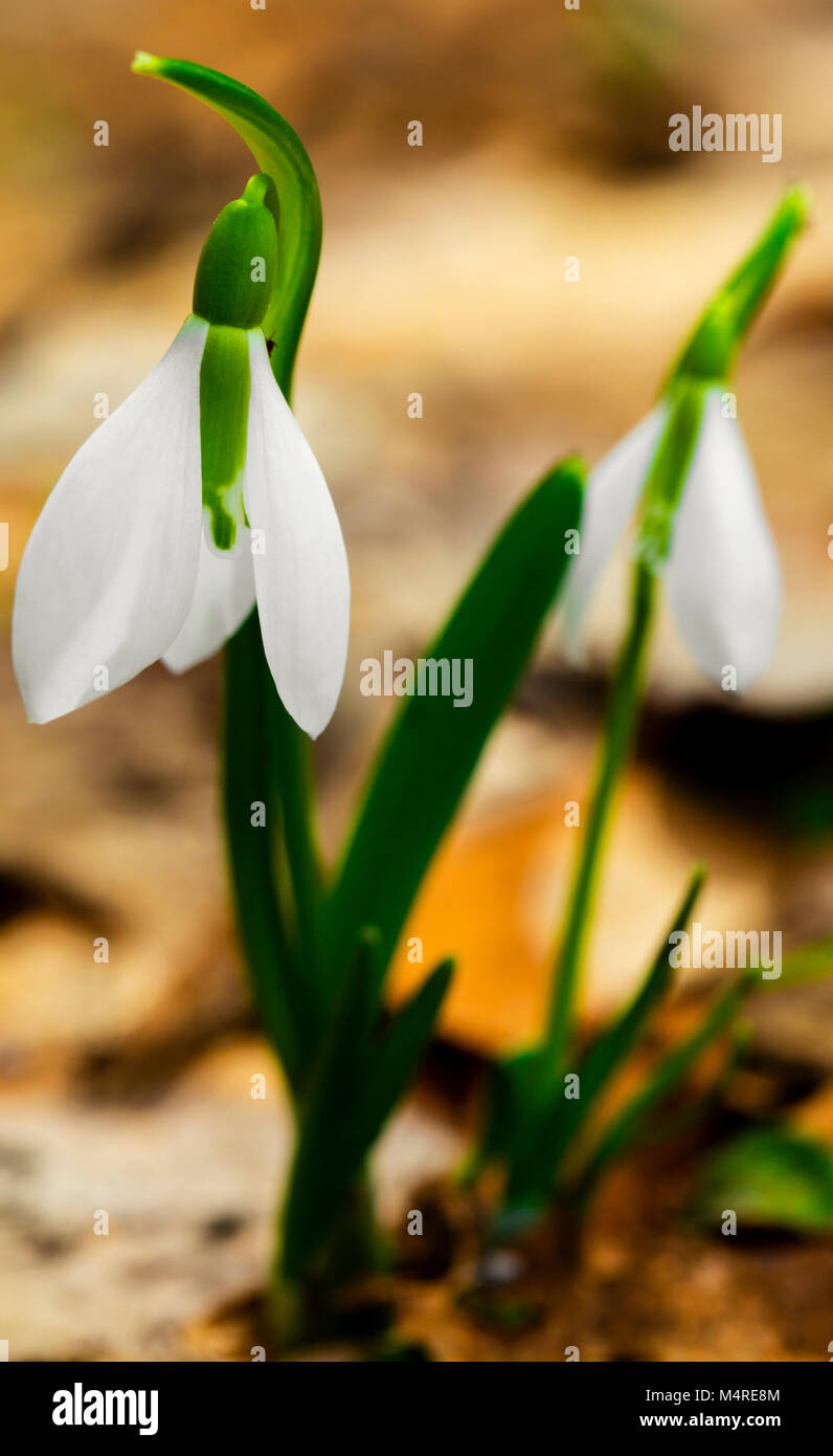 Beautiful snowdrop flowers closeup Stock Photo - Alamy