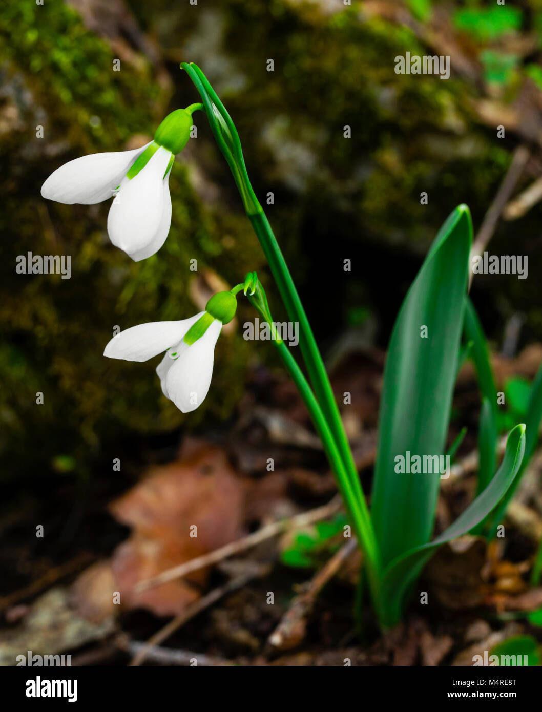 Beautiful snowdrop flowers closeup Stock Photo - Alamy