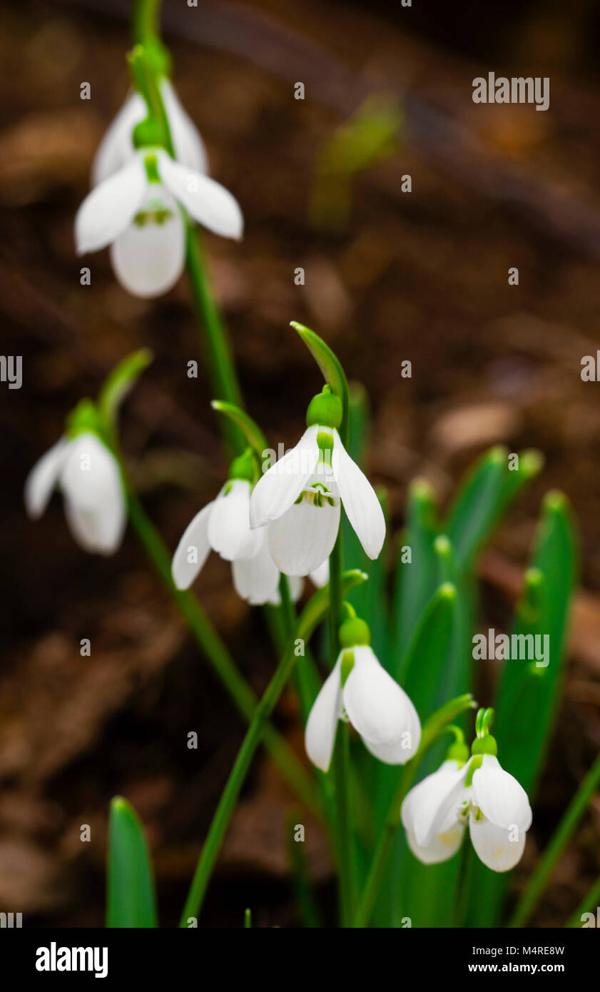 Beautiful snowdrop flowers closeup Stock Photo - Alamy