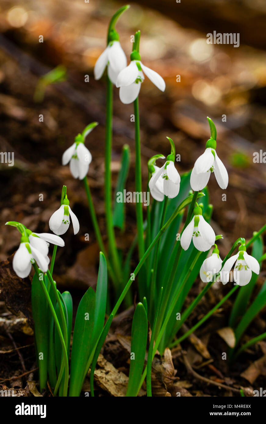 Beautiful snowdrop flowers closeup Stock Photo - Alamy