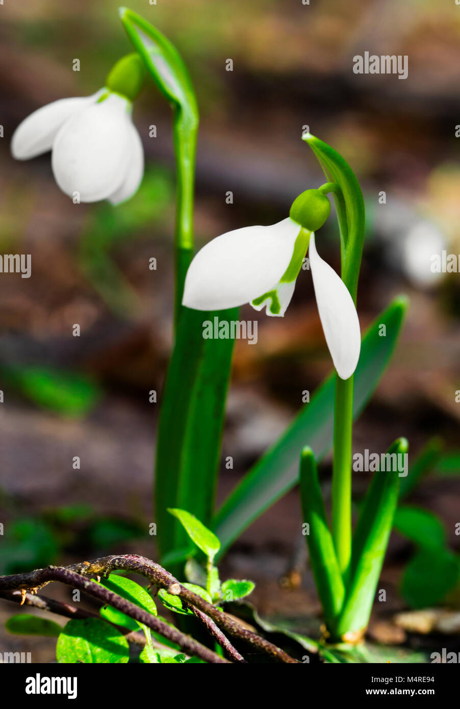 Beautiful snowdrop flowers closeup Stock Photo - Alamy