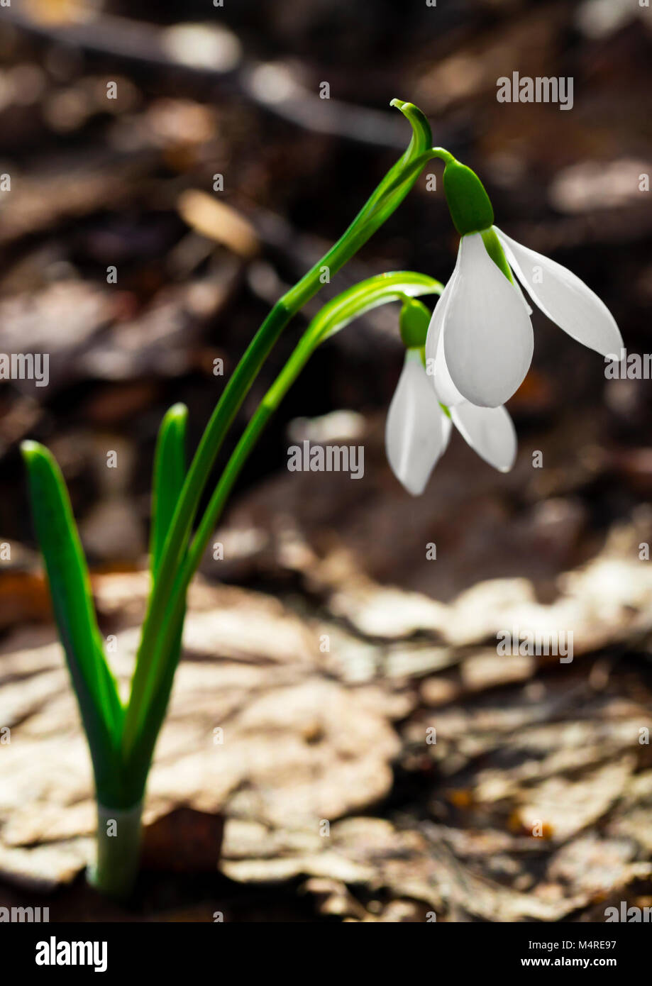 Beautiful snowdrop flowers closeup Stock Photo - Alamy
